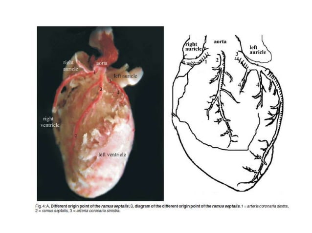 Isolated tissue preparation | PPTX