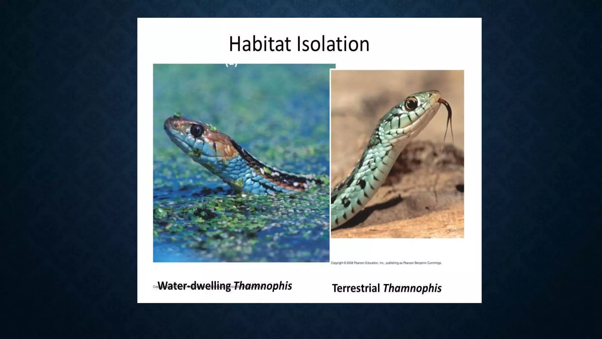 Isolating mechanism and speciation in time 1 | PPTX