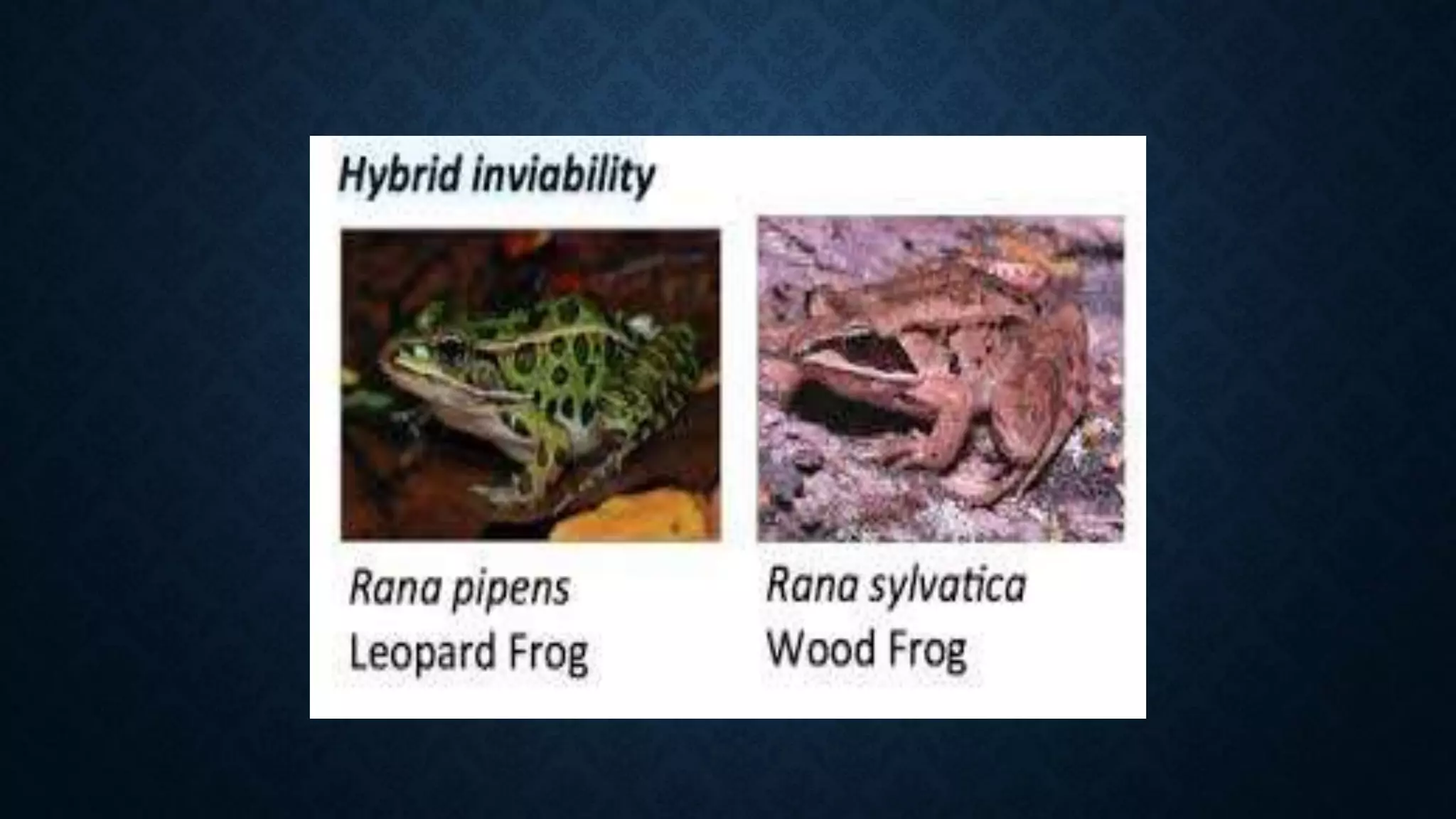 Isolating mechanism and speciation in time 1 | PPTX