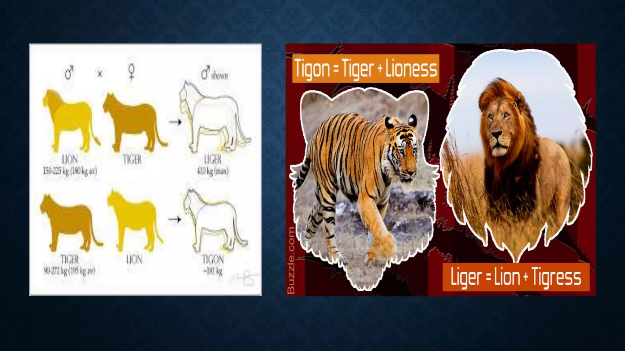 Isolating mechanism and speciation in time 1 | PPTX