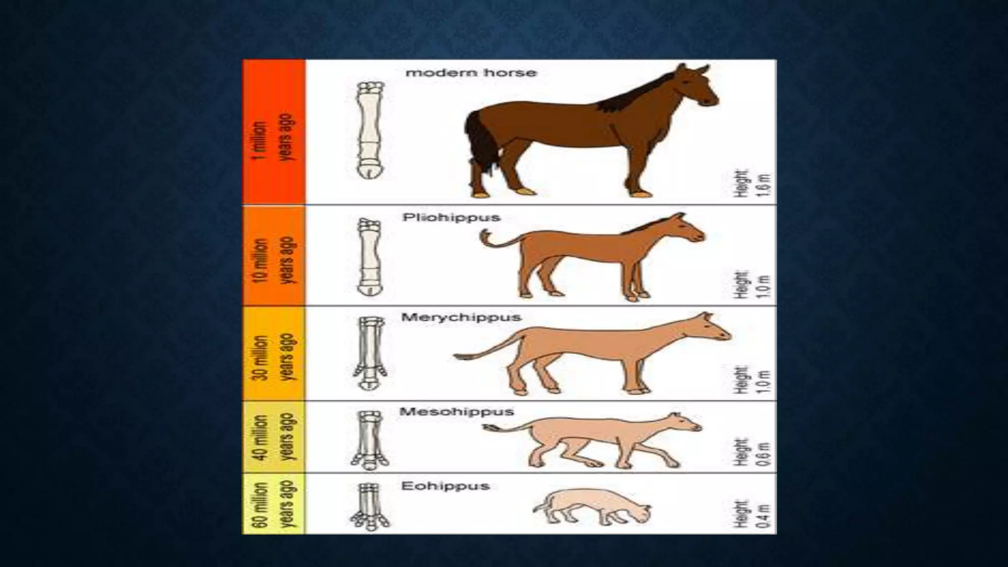 Isolating mechanism and speciation in time 1 | PPTX