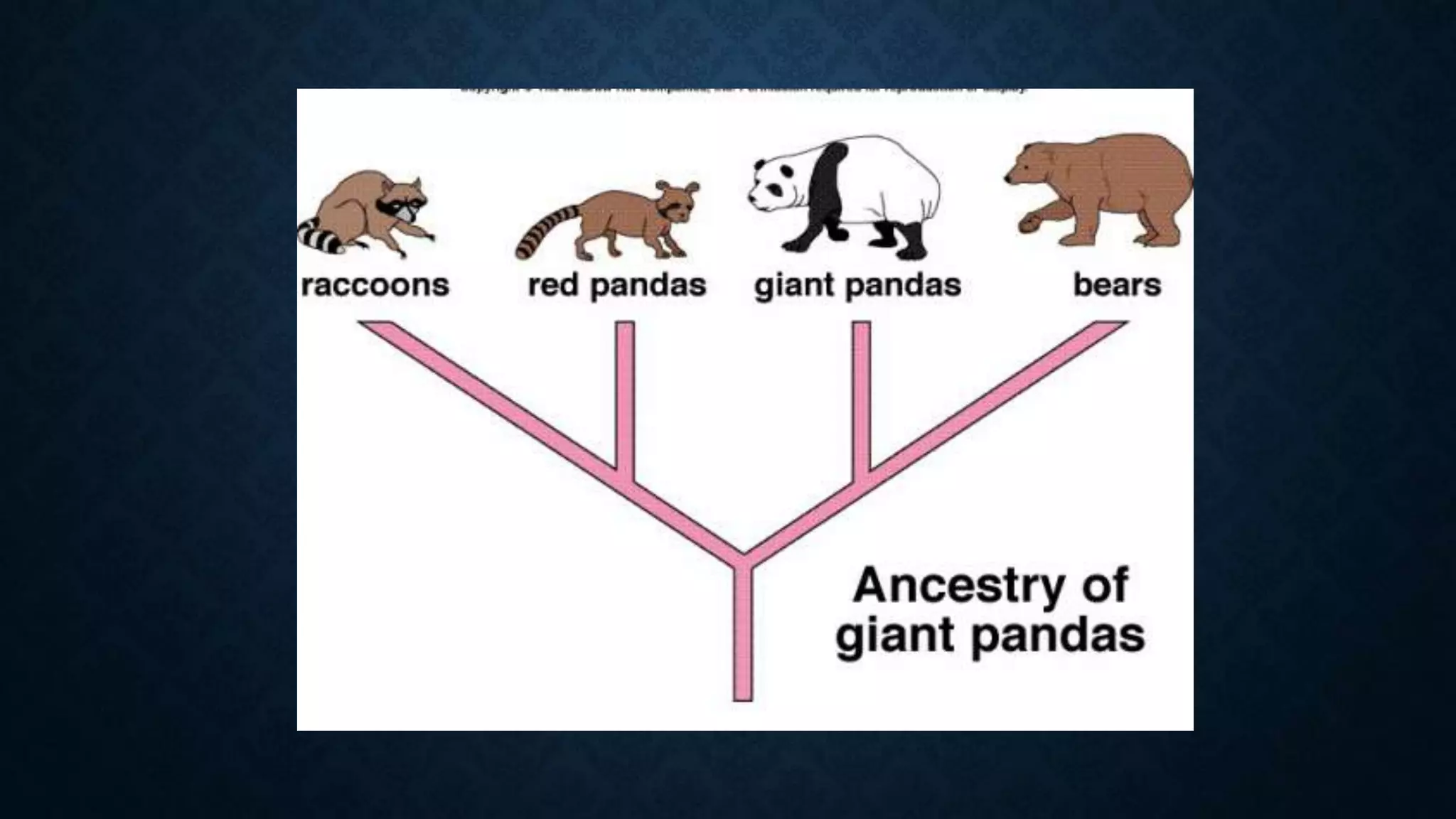 Isolating mechanism and speciation in time 1 | PPTX