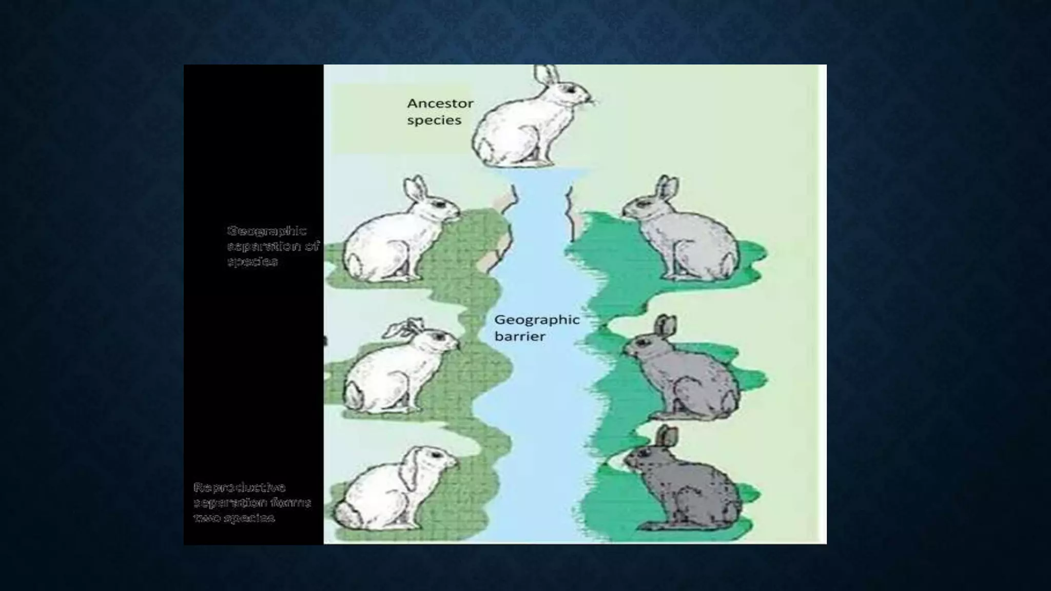 Isolating mechanism and speciation in time 1 | PPTX