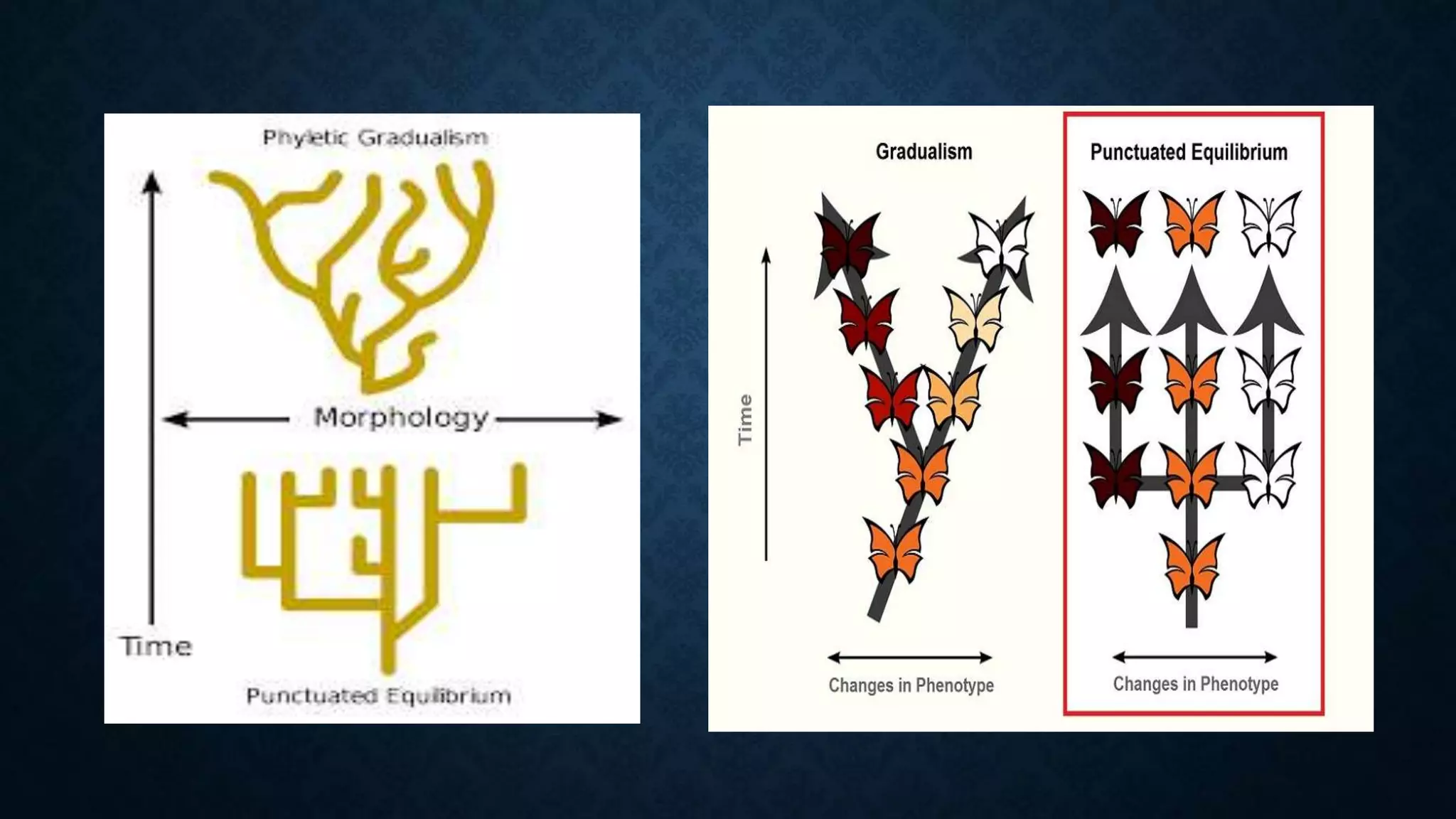 Isolating mechanism and speciation in time 1 | PPTX