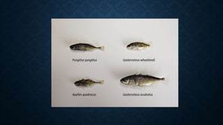 Isolating mechanism and speciation in time 1 | PPTX