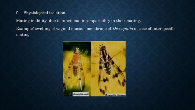 Isolating mechanism and speciation in time 1 | PPTX