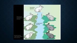 Isolating mechanism and speciation in time 1 | PPTX