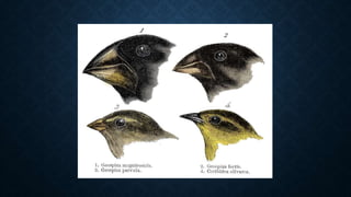 Isolating mechanism and speciation in time 1 | PPTX