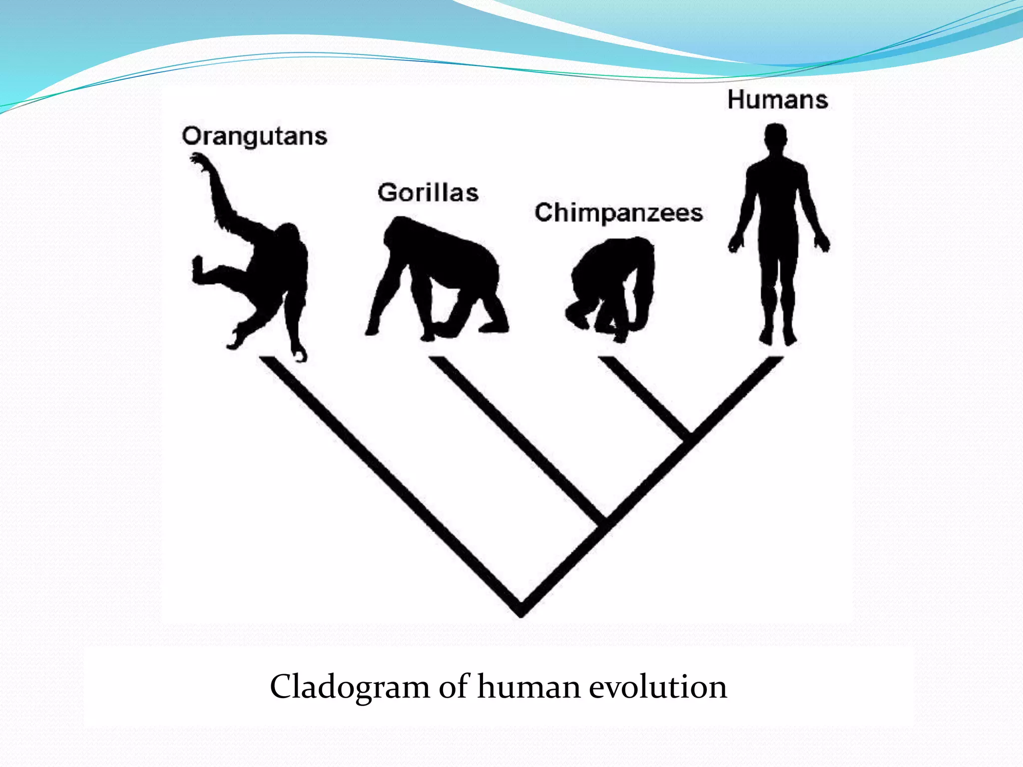 geographical isolation: a case study on rajasaurus | PPTX