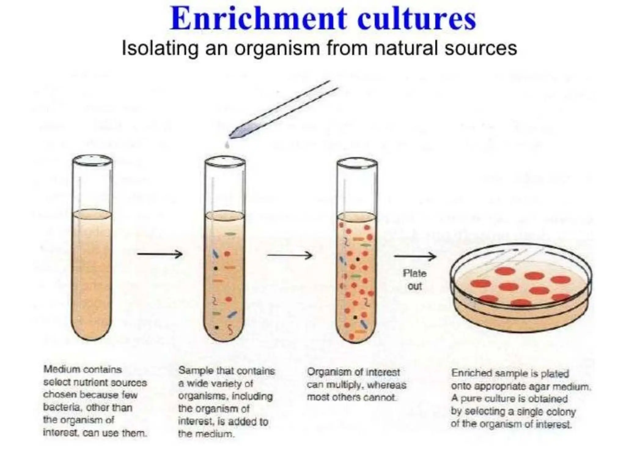 Isolation-Screening-of-Microorganisms.pdf