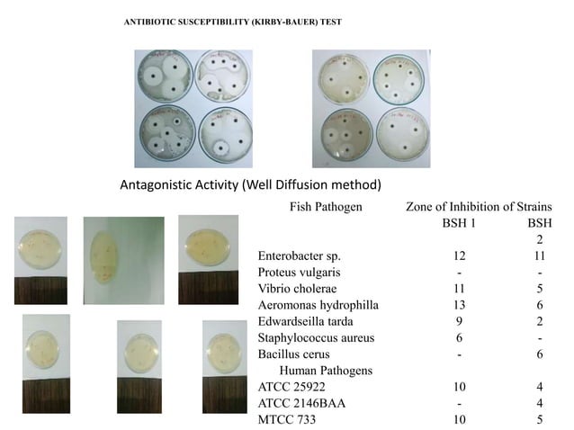 Isolation and characterization of Bacillus species with probiotic (1 ...