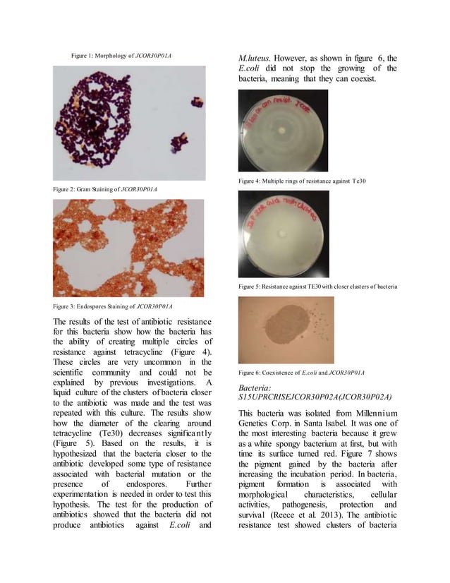 Isolation and characterization of bacteria from tropical soils | DOCX ...