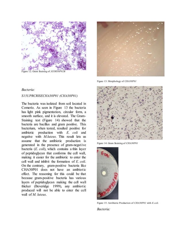 Isolation and characterization of bacteria from tropical soils | DOCX ...