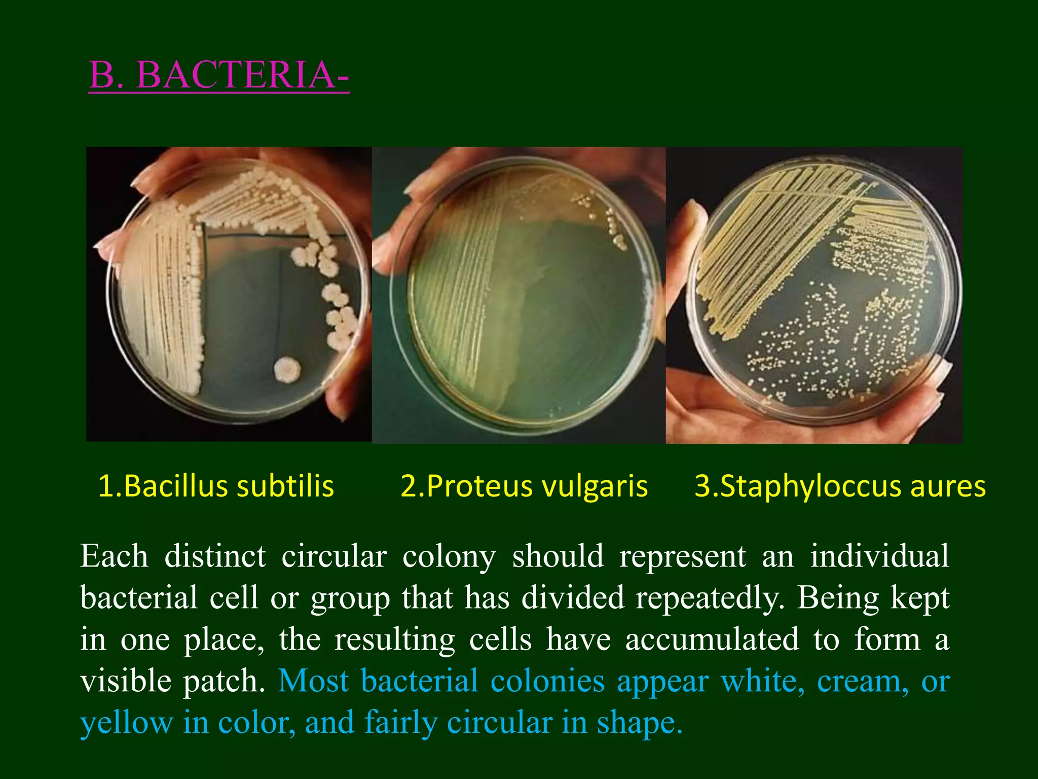 Isolation and characterization of microbes | PPTX