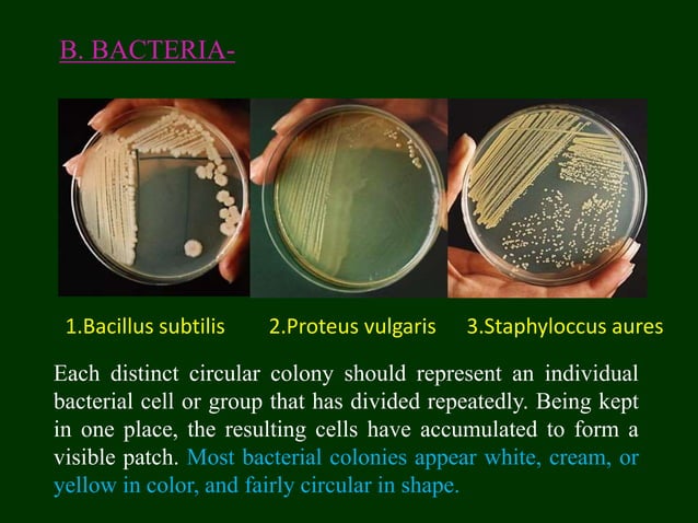 Isolation And Characterization Of Microbes