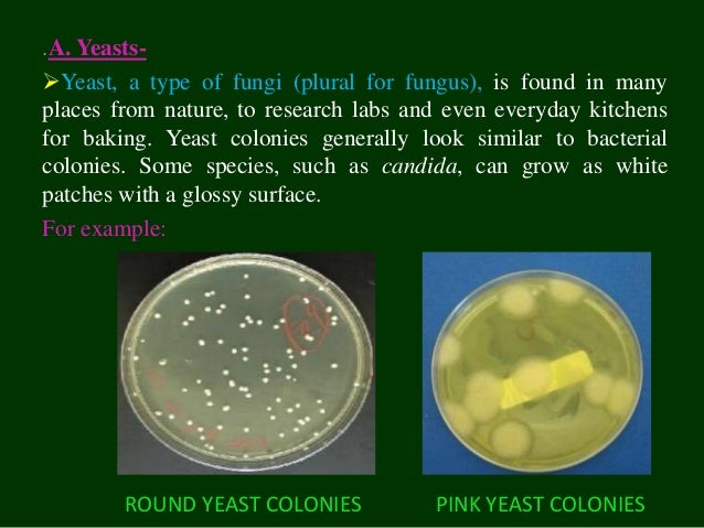Isolation And Characterization Of Microbes