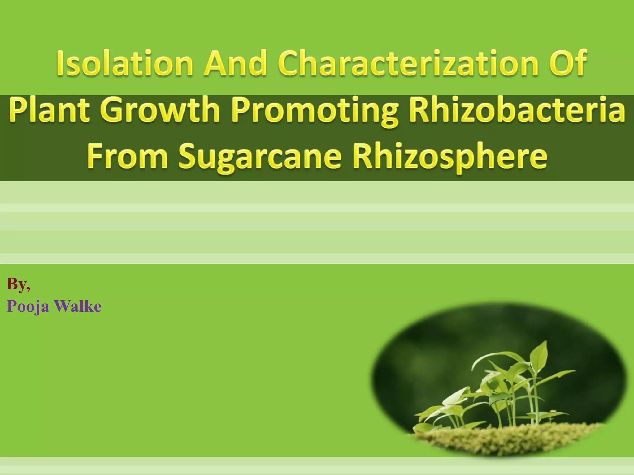 Isolation and characterization of plant growth promoting rhizobacteria from sugarcane ...
