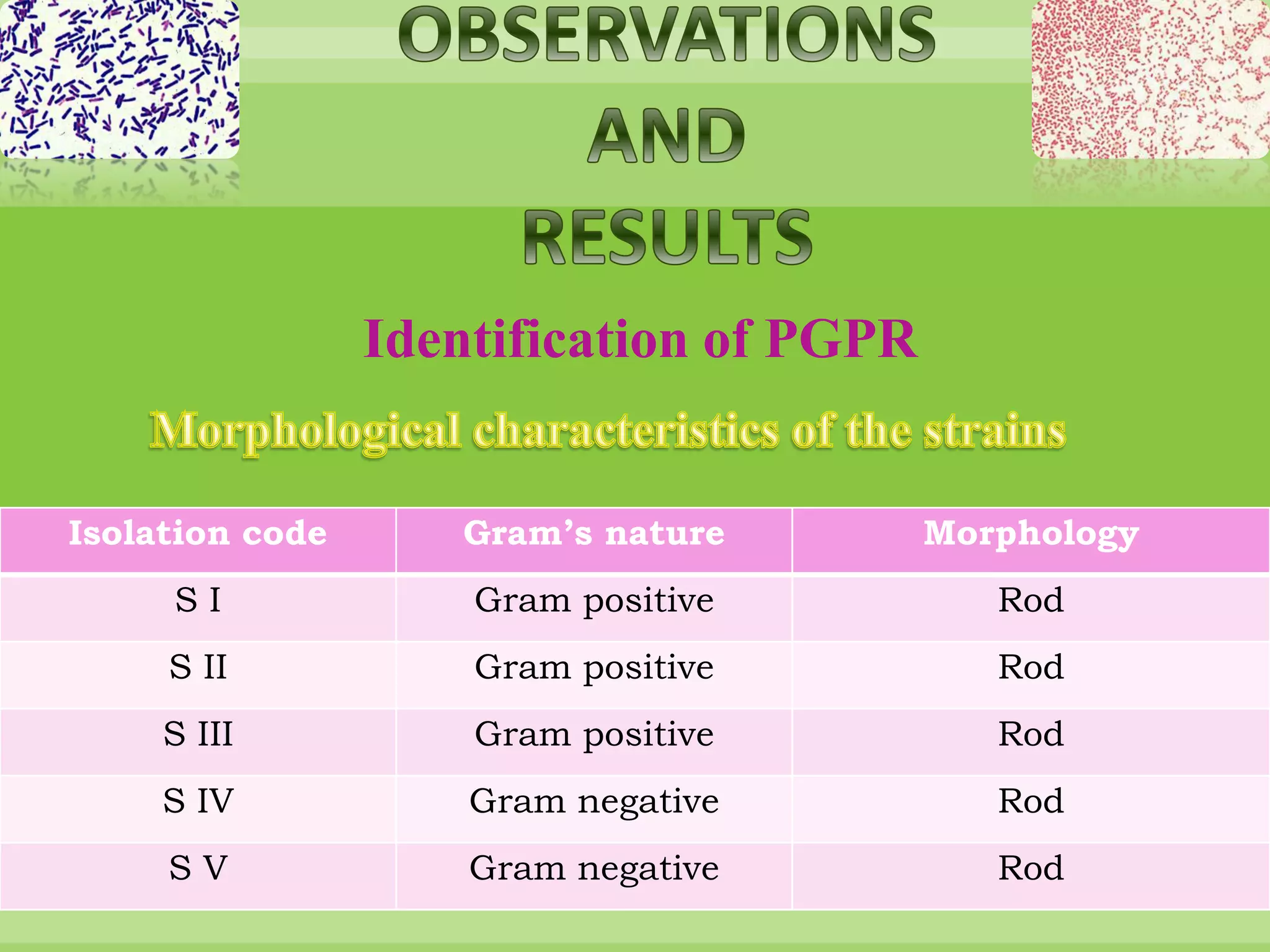 Isolation and characterization of plant growth promoting rhizobacteria ...