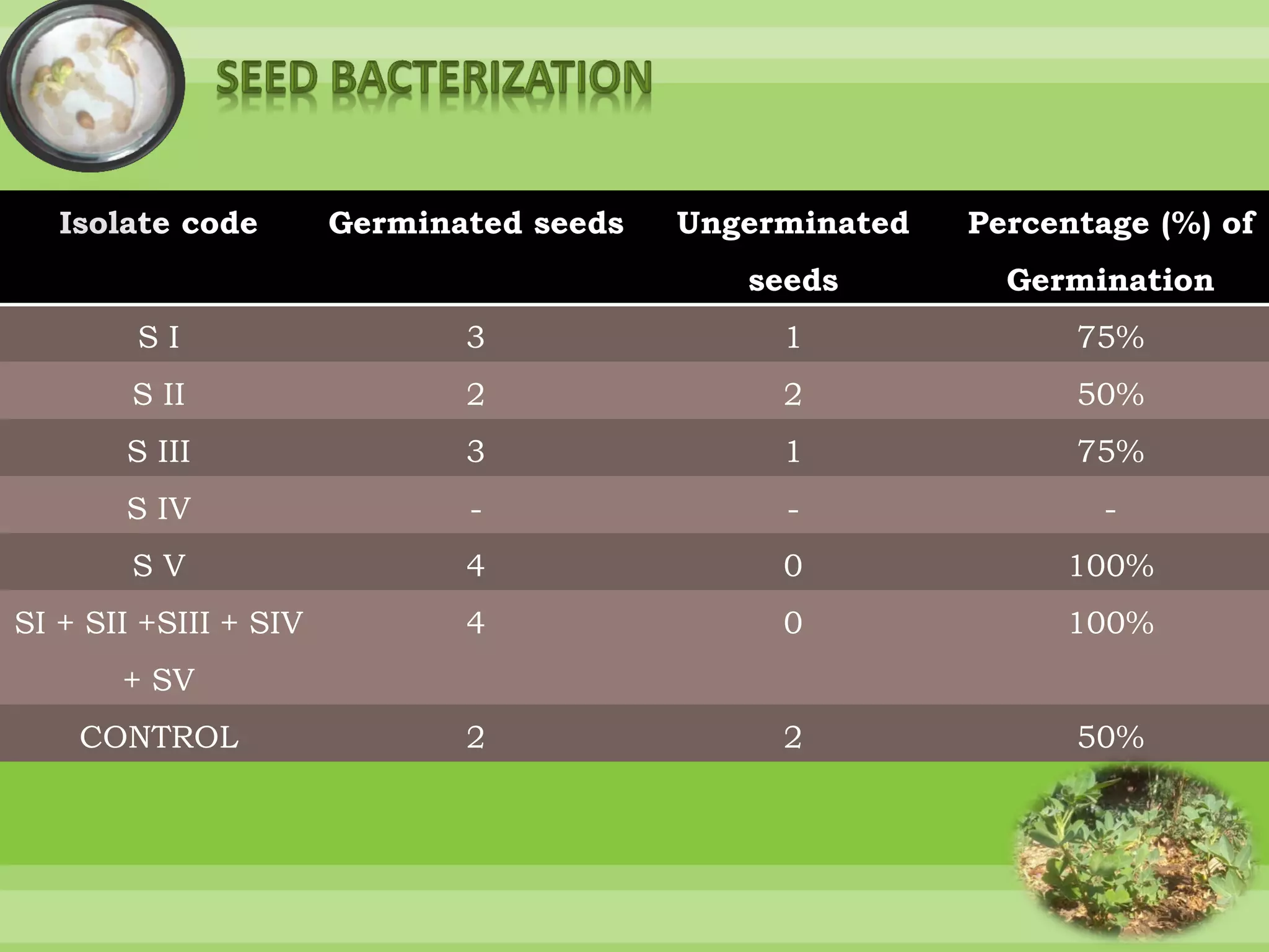 Isolation and characterization of plant growth promoting rhizobacteria ...