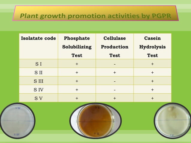 Isolation and characterization of plant growth promoting rhizobacteria ...