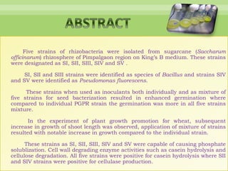 Isolation and characterization of plant growth promoting rhizobacteria ...