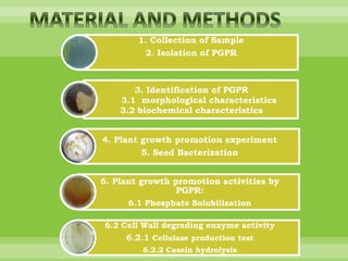 Isolation and characterization of plant growth promoting rhizobacteria from sugarcane ...