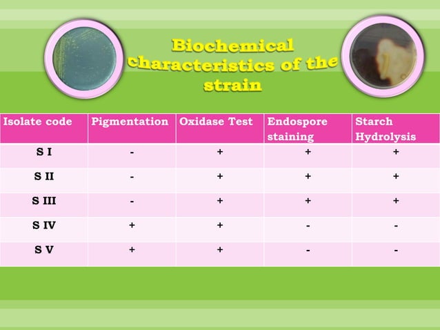 Isolation and characterization of plant growth promoting rhizobacteria ...