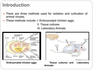 Isolation and cultivation of animal and plant viruses | PPTX
