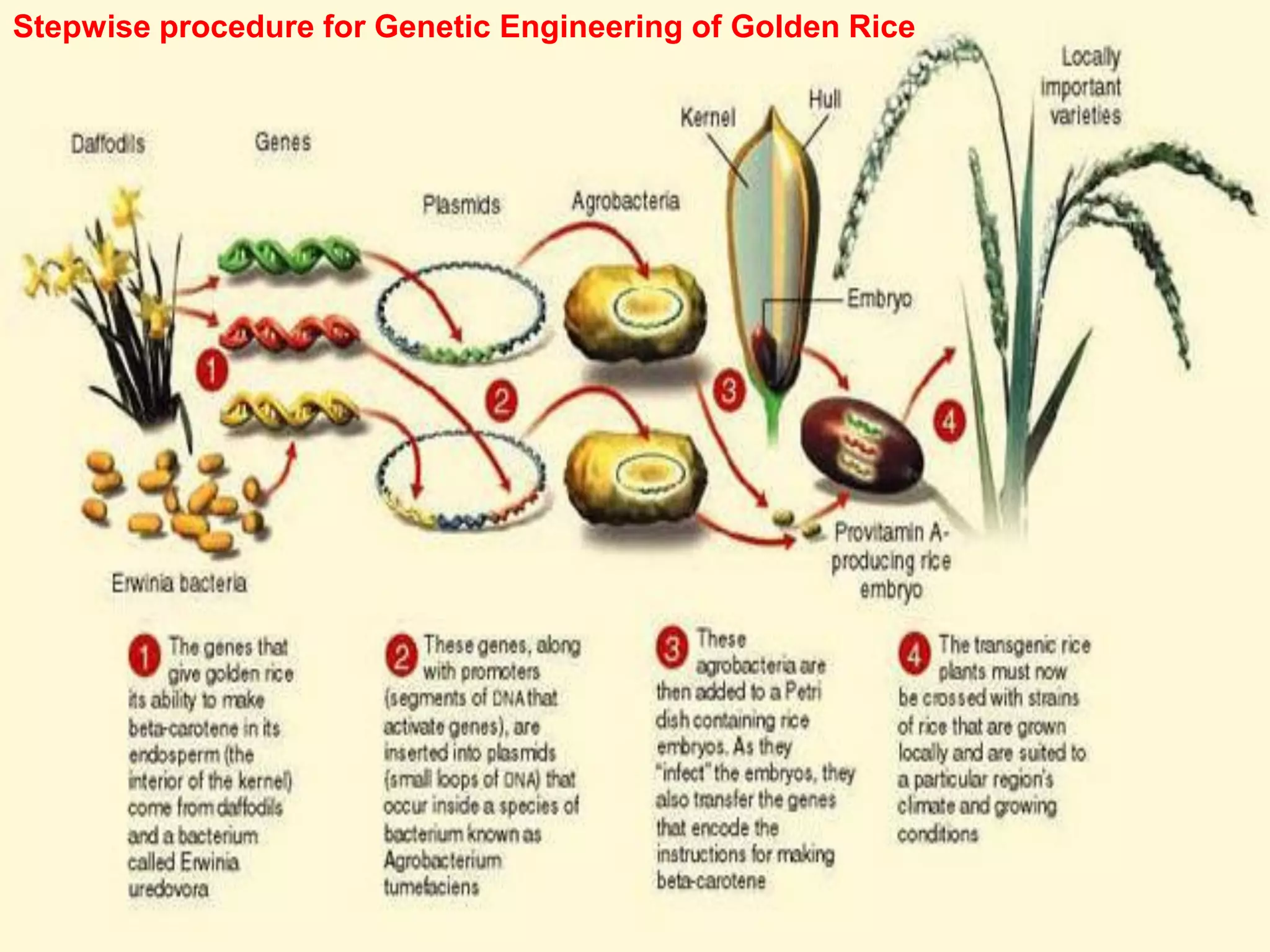 Isolation Of Plant Genomic Dna Ppt