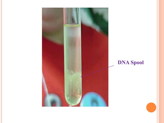 Isolation of plant genomic DNA | PPT