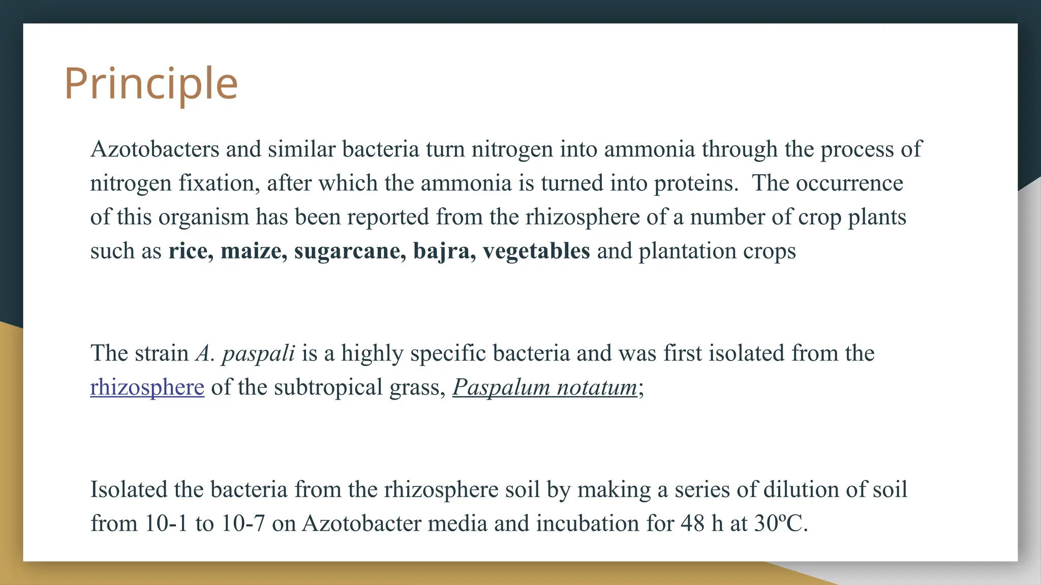 Isolation and Identification of Azotobacter (1).pptx