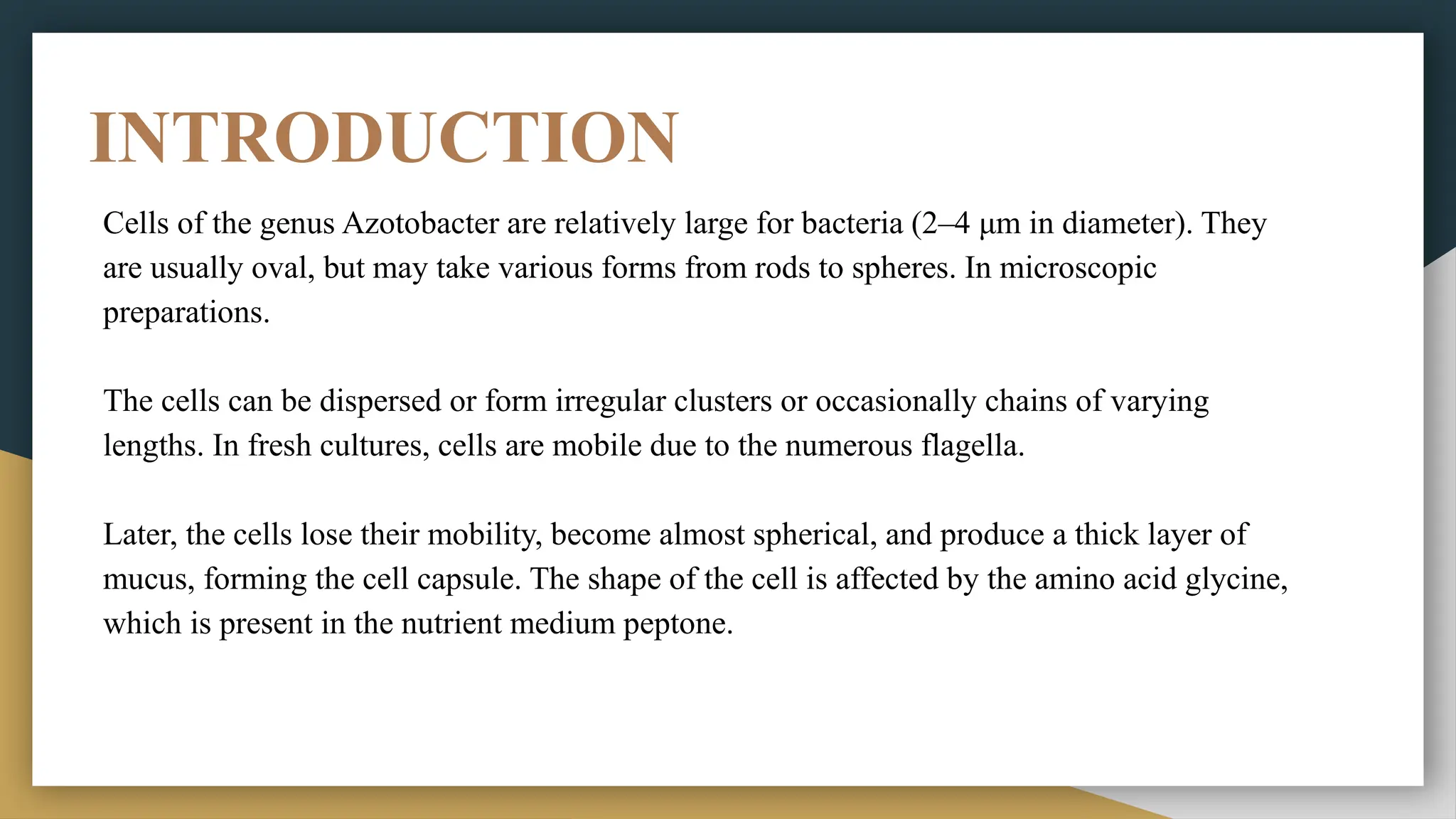 Isolation and Identification of Azotobacter (1).pptx