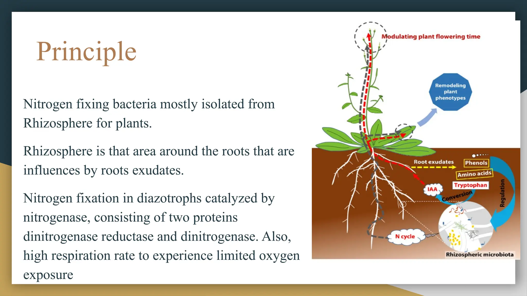 Isolation and Identification of Azotobacter (1).pptx
