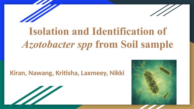 Isolation and Identification of Azotobacter (1).pptx
