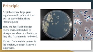 Isolation and Identification of Azotobacter (1).pptx