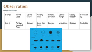Isolation and Identification of Azotobacter (1).pptx