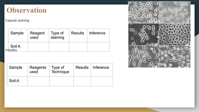 Isolation and Identification of Azotobacter (1).pptx