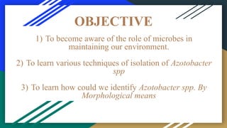 Isolation and Identification of Azotobacter (1).pptx