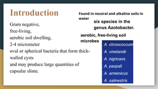 Isolation and Identification of Azotobacter (1).pptx