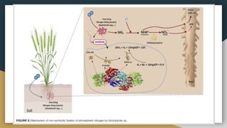 Isolation and Identification of Azotobacter (1).pptx