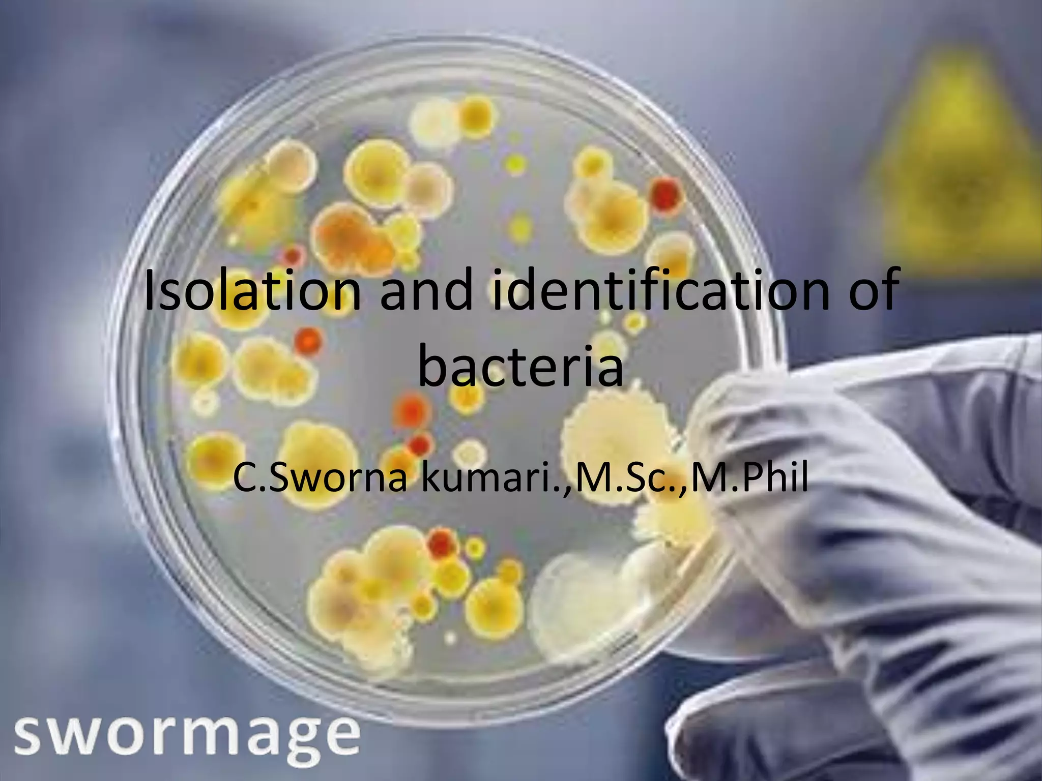 Isolation and identification of bacteria by sworna | PPTX
