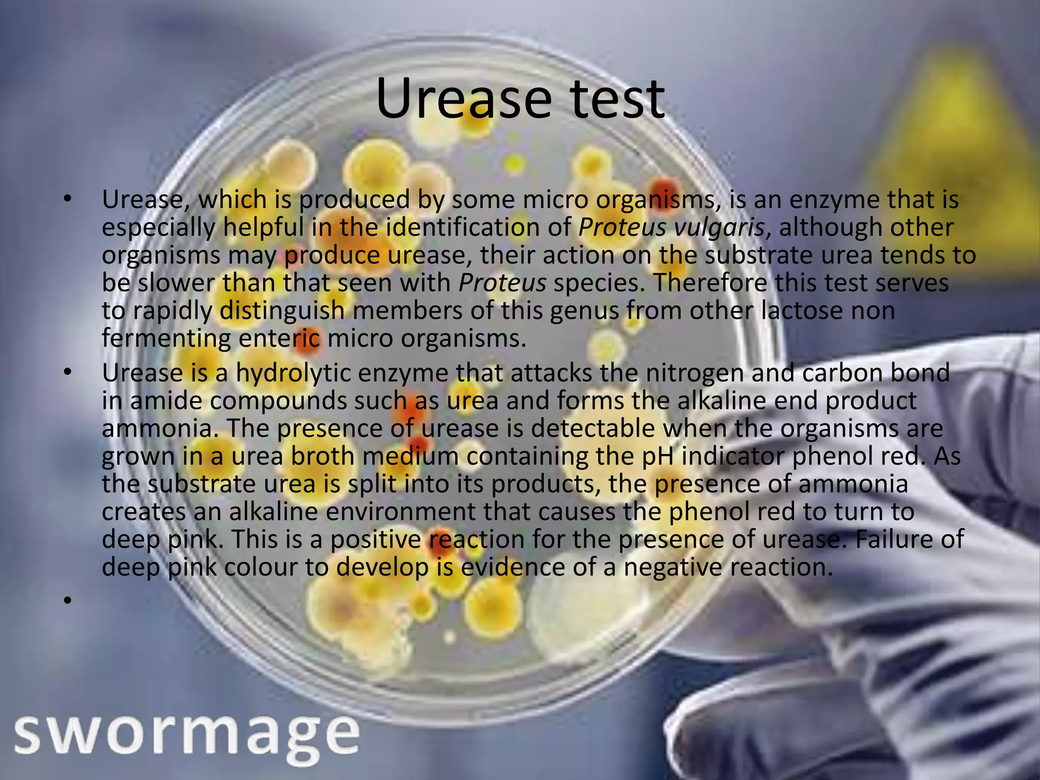 Isolation and identification of bacteria by sworna | PPTX