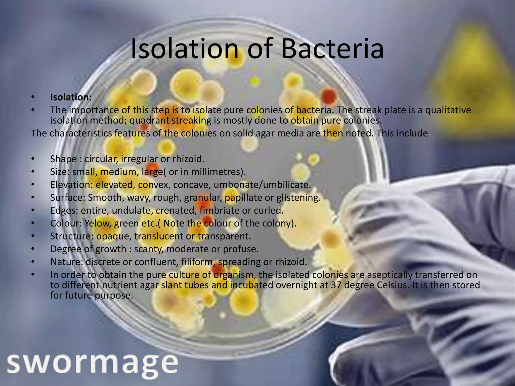 Isolation and identification of bacteria by sworna | PPTX