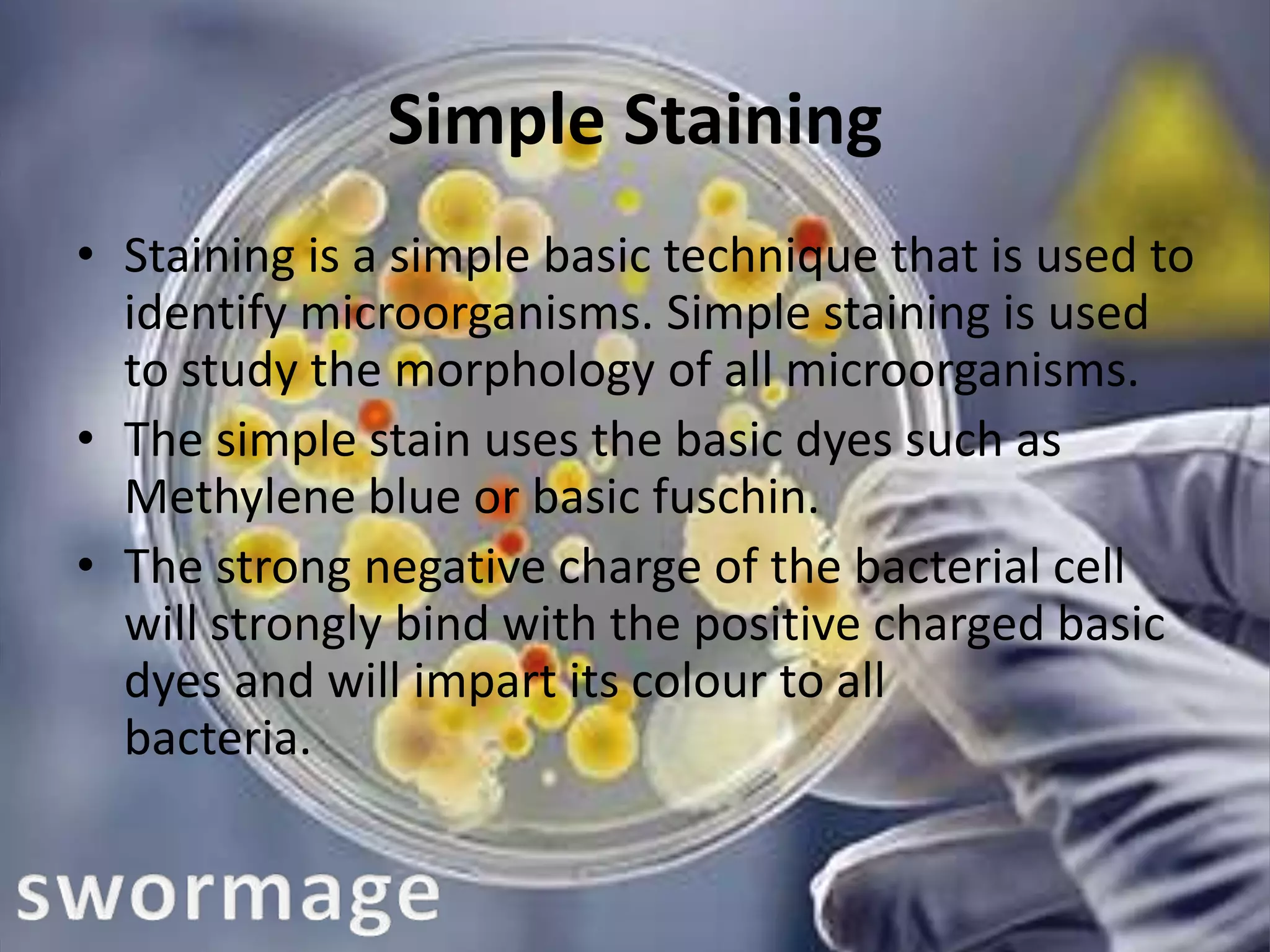 Isolation and identification of bacteria by sworna | PPTX