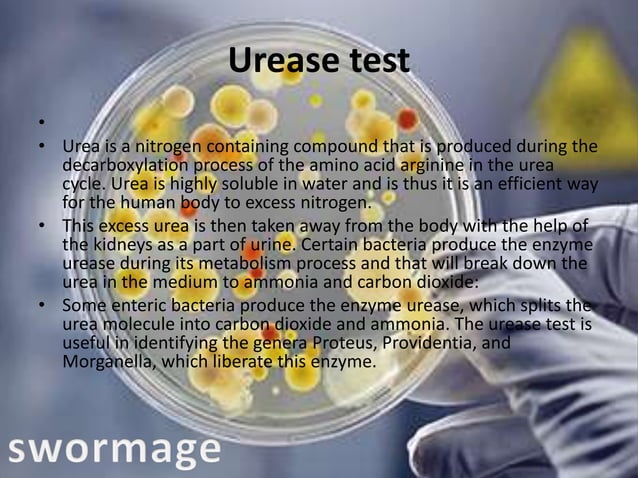 Isolation and identification of bacteria by sworna | PPTX | Chemistry ...
