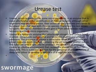 Isolation and identification of bacteria by sworna | PPTX