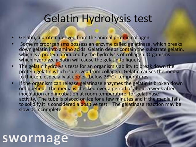 Isolation and identification of bacteria by sworna | PPTX | Chemistry ...