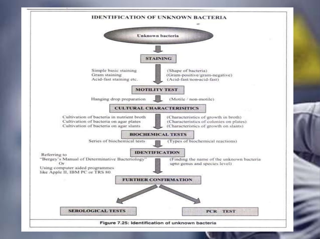 Isolation and identification of bacteria by sworna | PPTX | Chemistry ...
