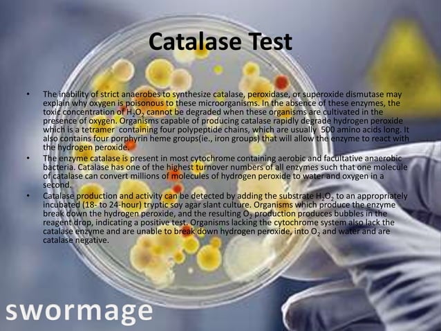 Isolation and identification of bacteria by sworna | PPTX | Chemistry ...