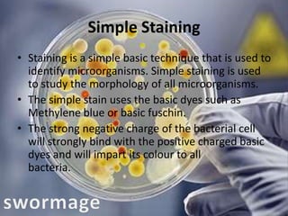Isolation and identification of bacteria by sworna | PPTX